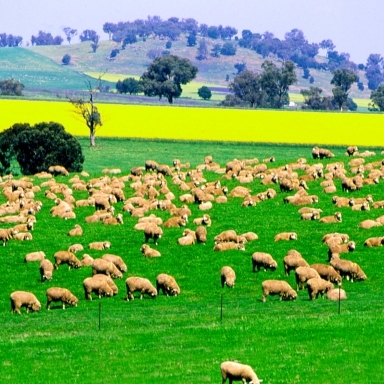 Farming - Fletcher International Group