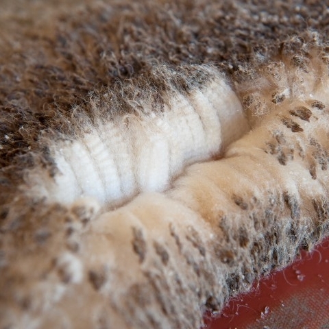 Sheep Skins & Greasy Wool - Fletcher International Group